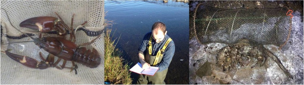 American signal crayfish in the Clyde Catchment – A Position Statement ...